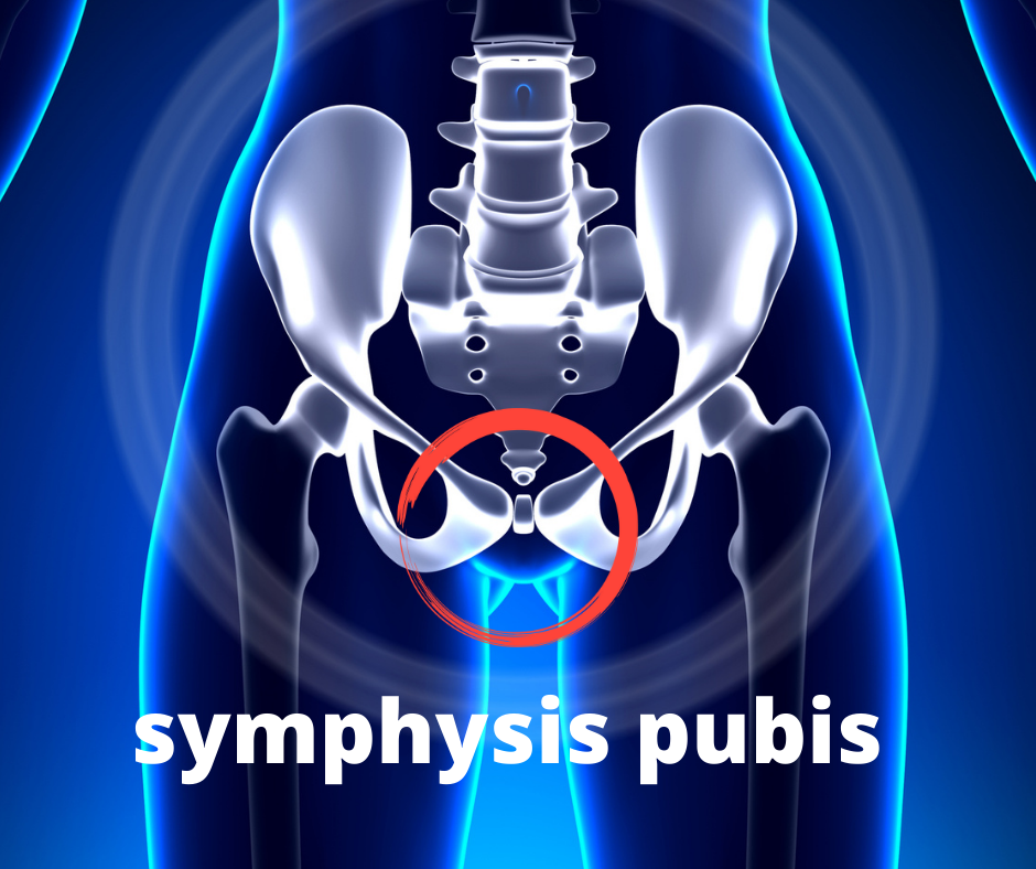 Symphysis Pubis Symphysis Pubis